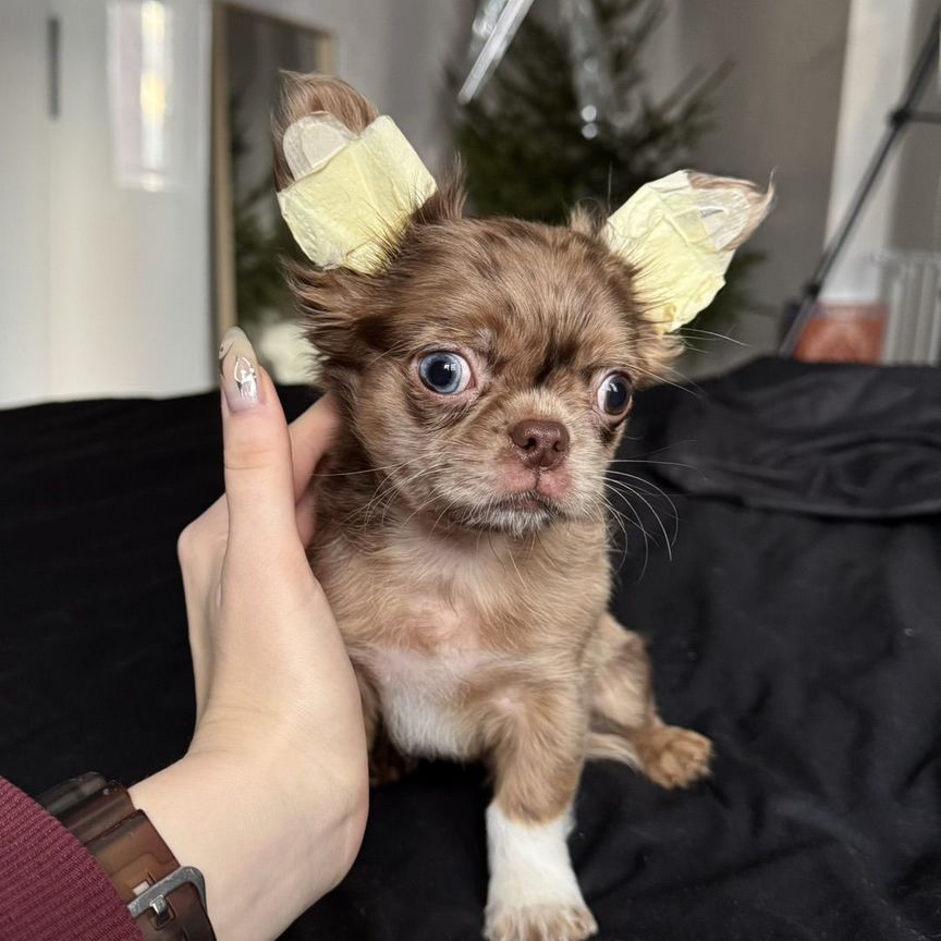 Щенки чихуахуа