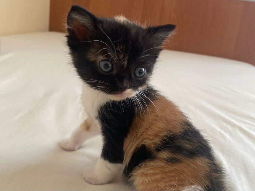 Ищем семью для малышки