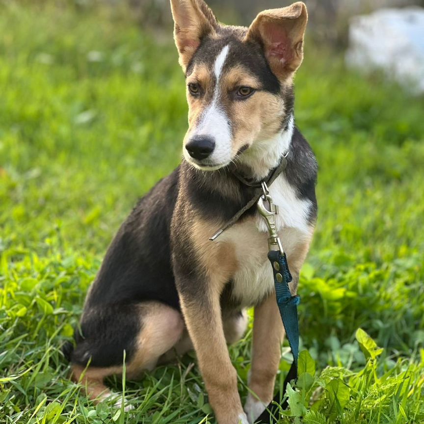 Добрая лапочка