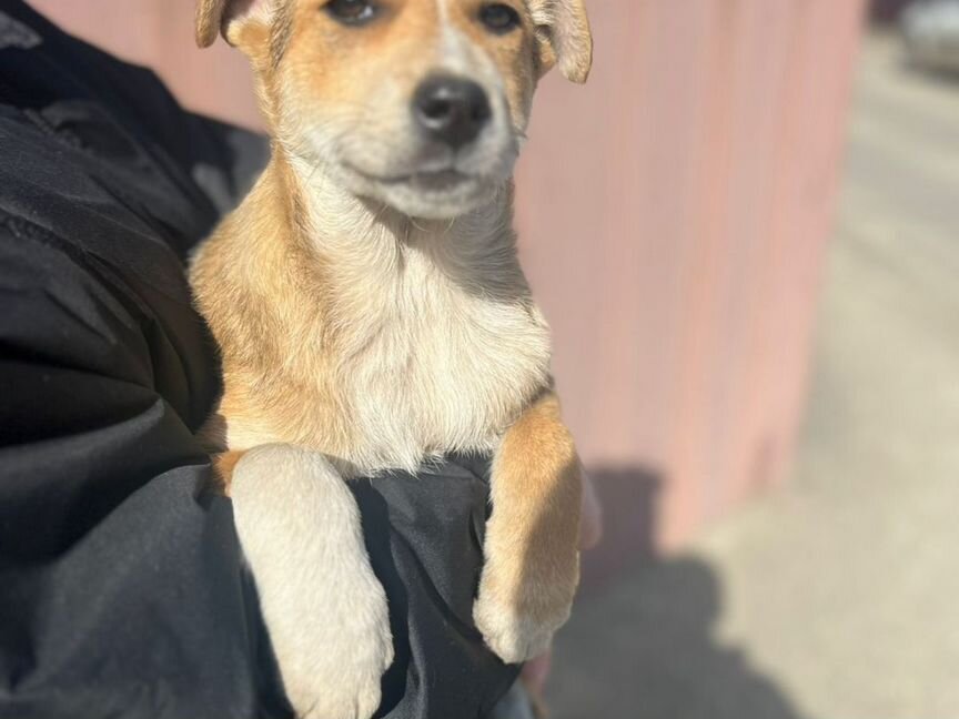 Собака в добрые руки