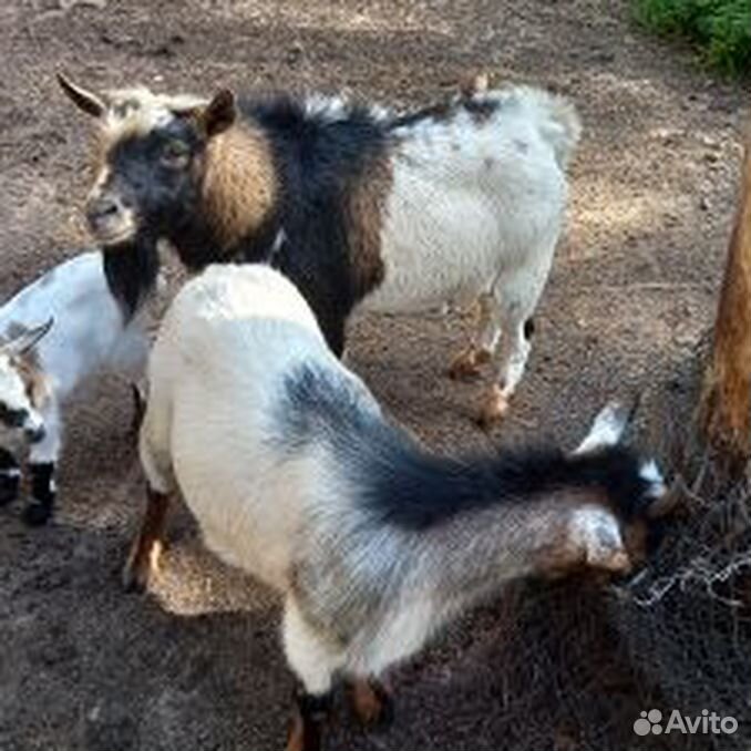 Камерунские козы