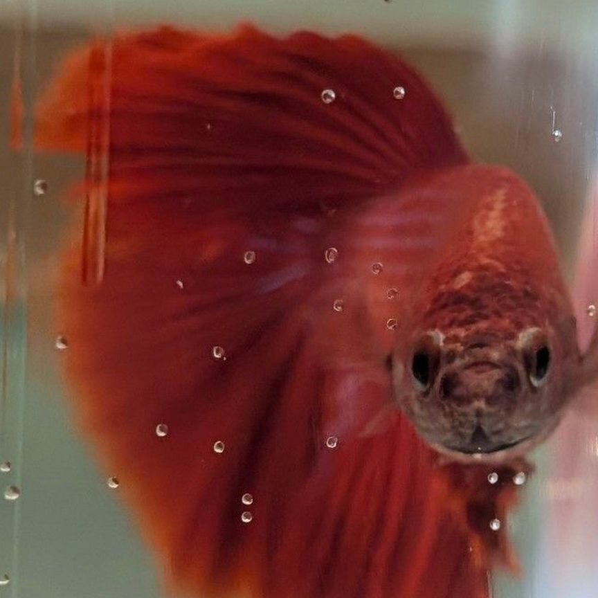 Рыбка петушок в ассортименте м. Новые Черёмушки