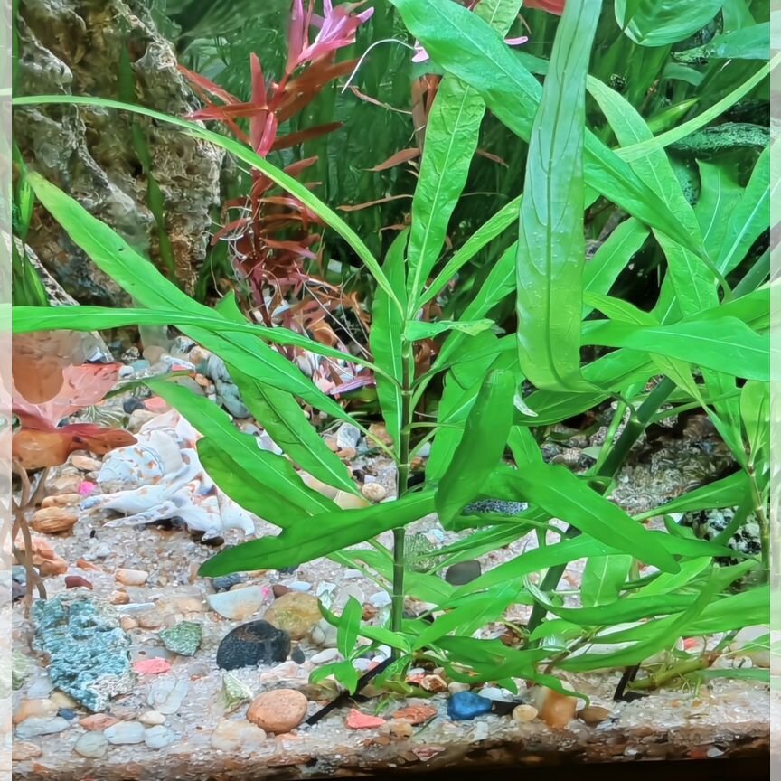 Гигрофила иволистная