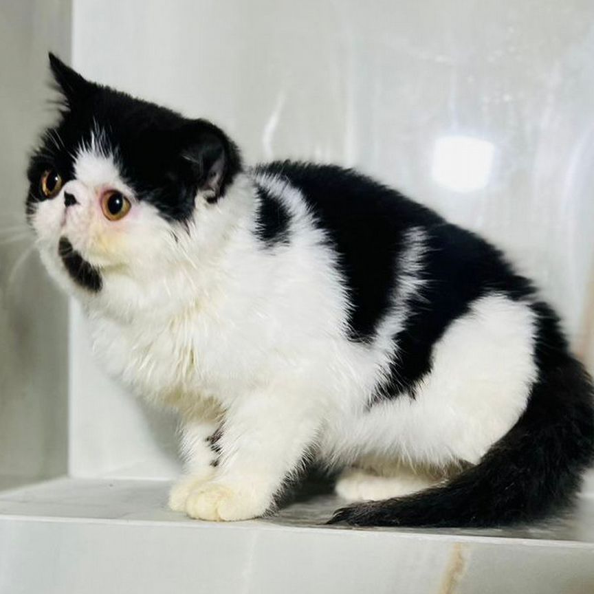 Экзотический мальчик