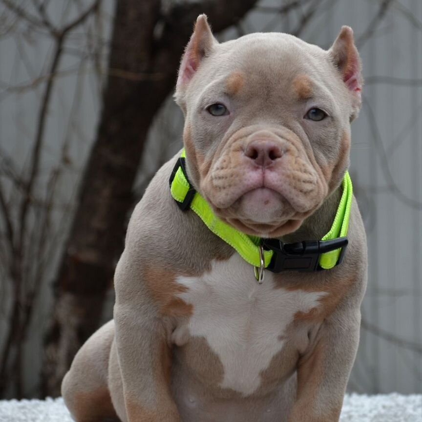 Американский булли