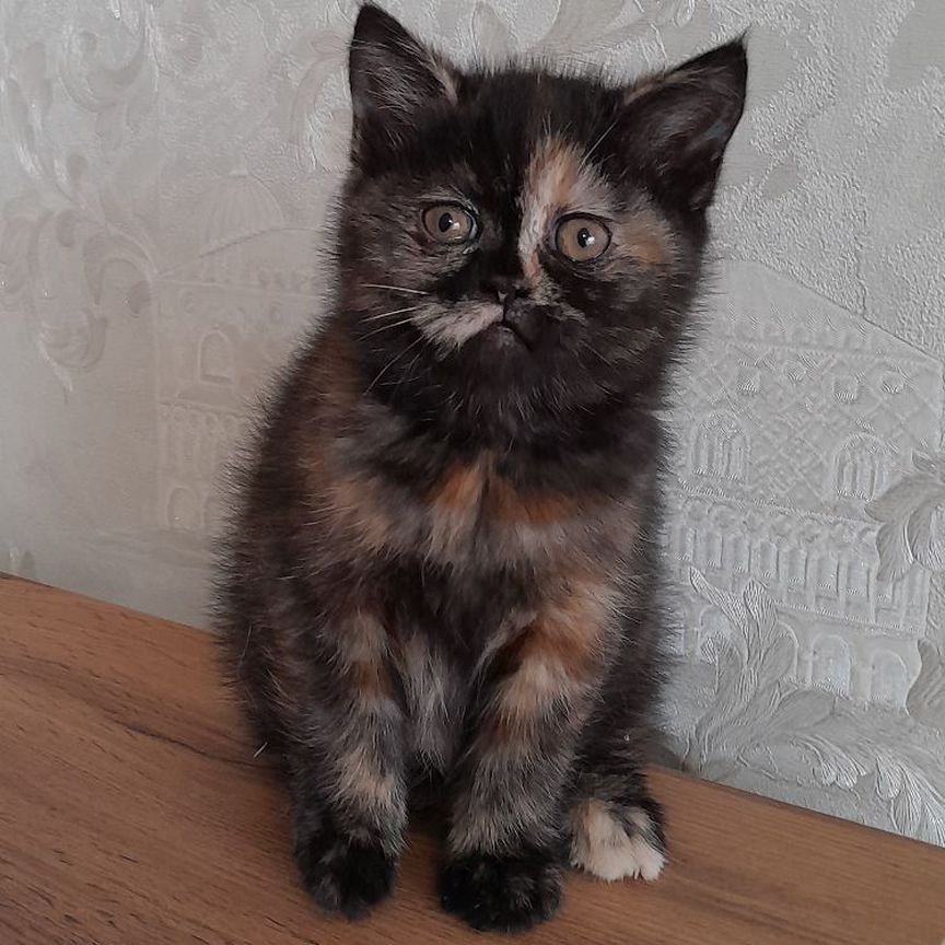 Экзотический короткошёрстный котёнок
