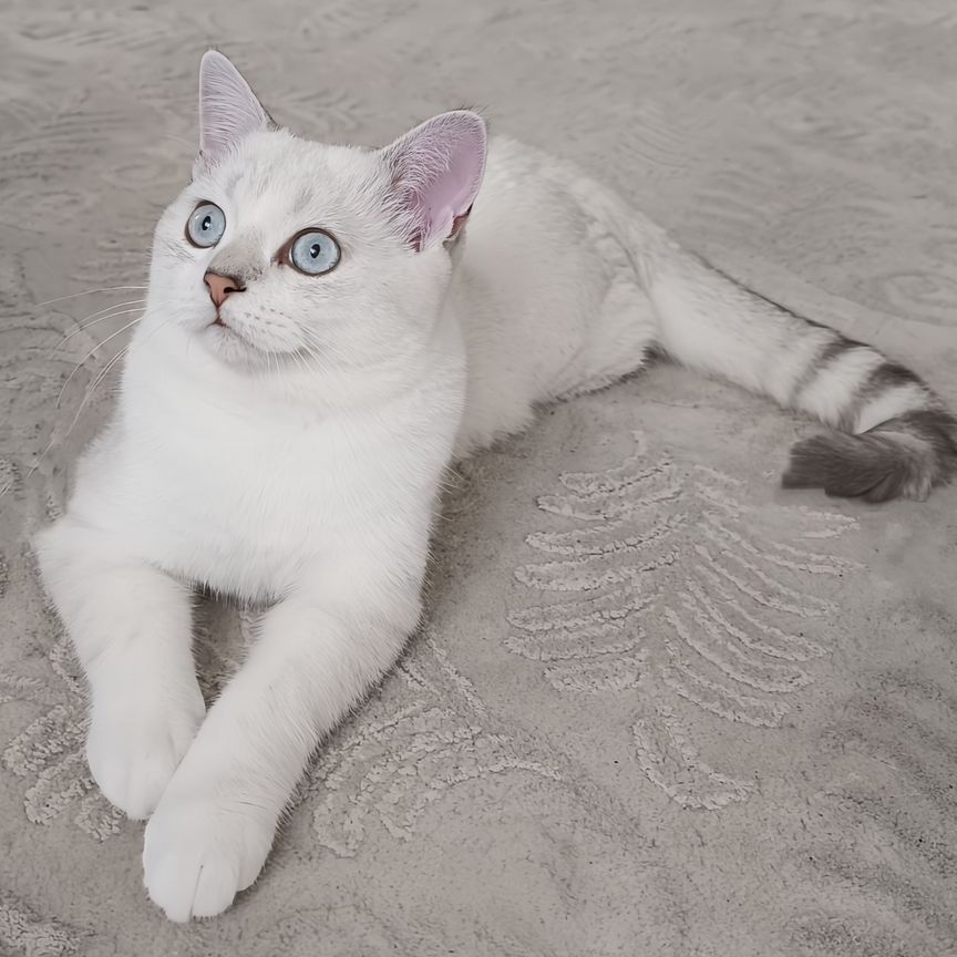 Шотландский кот вязка