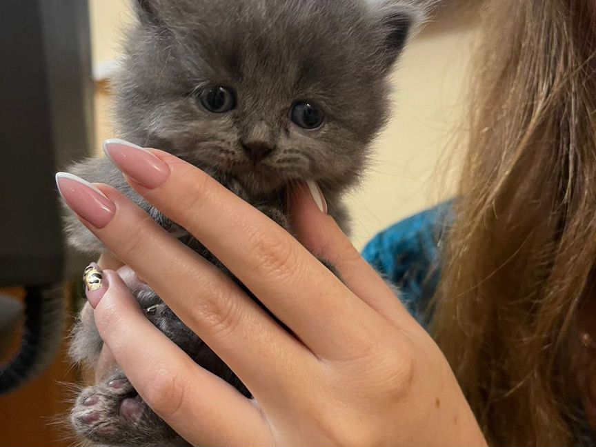 Шотландские котята