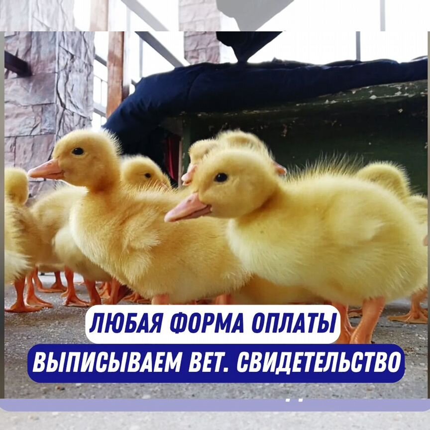 Утята ст 5 оптом от 50 шт. доставка бесплатная