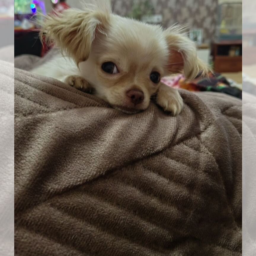 Чихуахуа, щенок