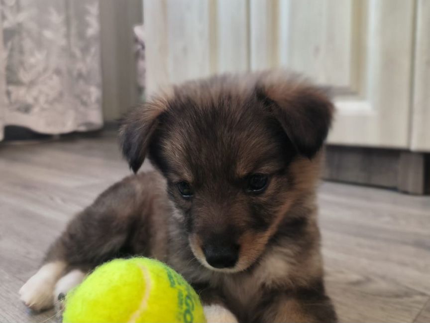 Щенки будут небольшие - в добрые руки