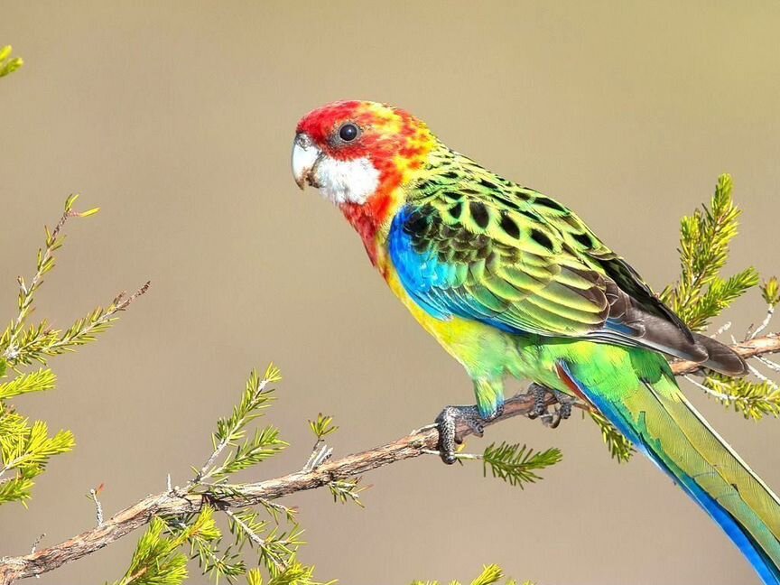 Розелла Пёстрая