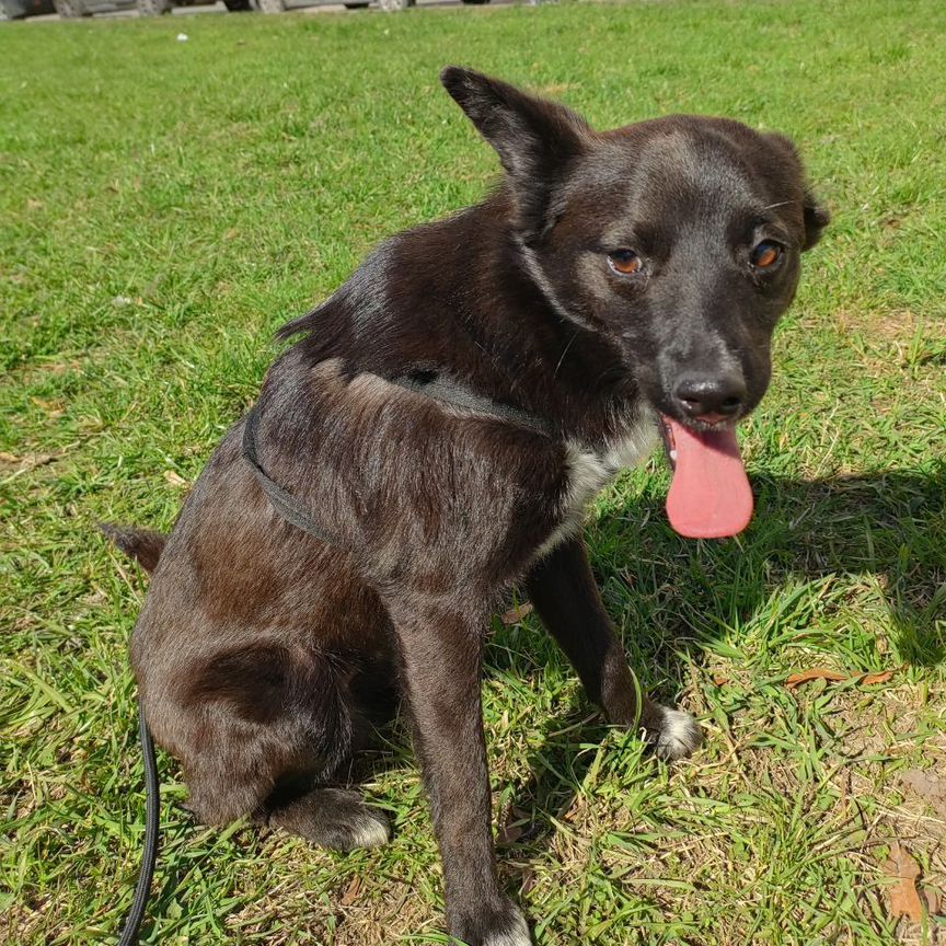 Взрослый пёс в добрые руки