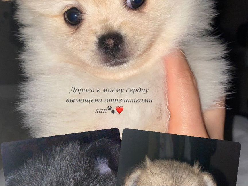 Маленькая собака шпиц