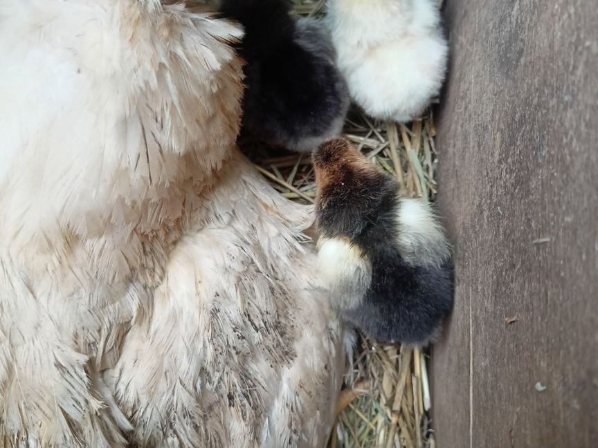 Клушка с цыплятами