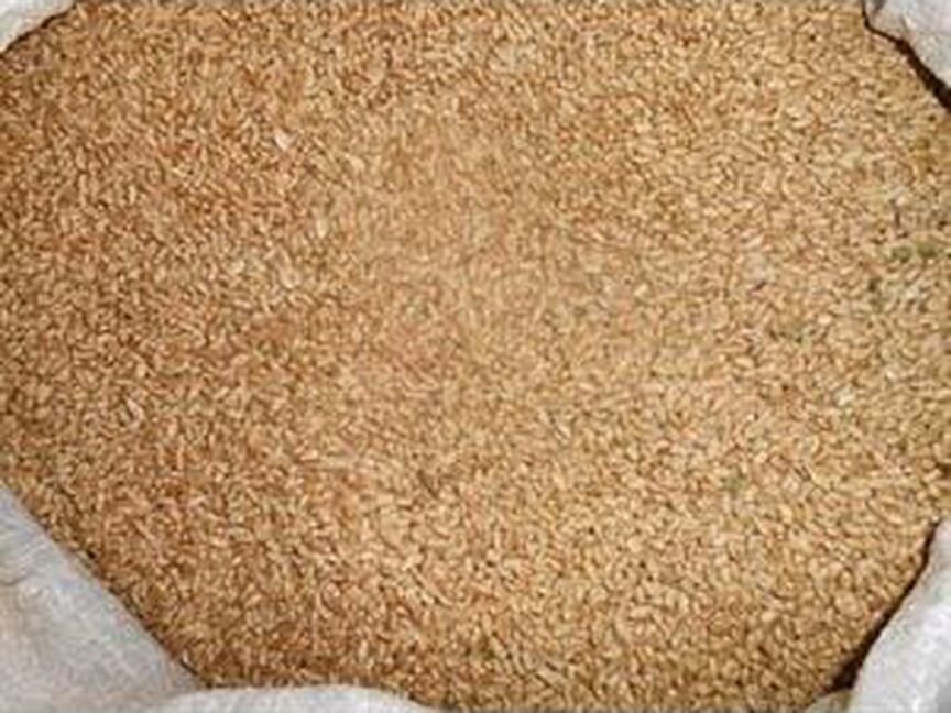 Продам зерно пшеницы