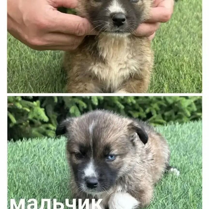 Щенок в добрые руки
