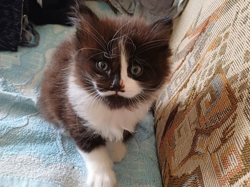 Сибирская кошечка 1,5 месяца