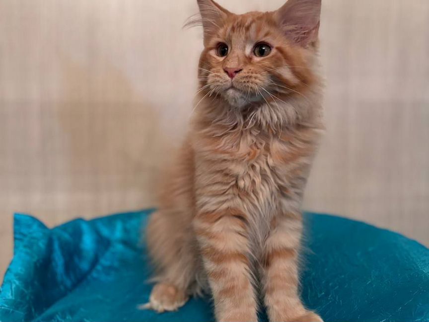 Котята мейн-кун, чистокровные, титулованные