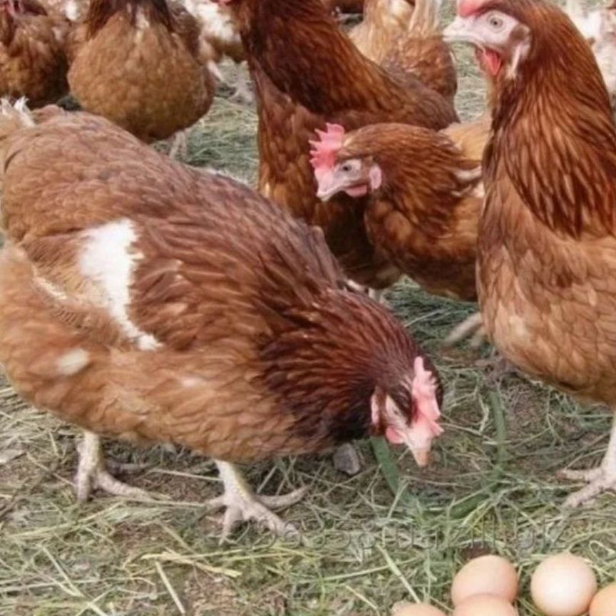Продам кур 20 шт и петух