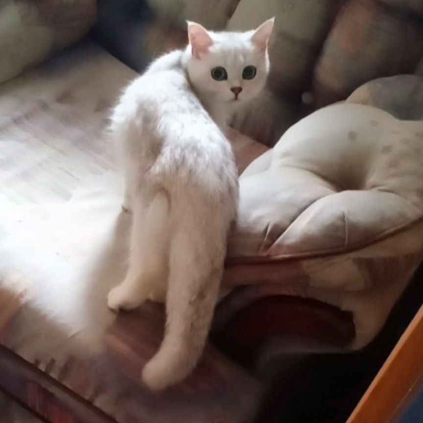 Котенок