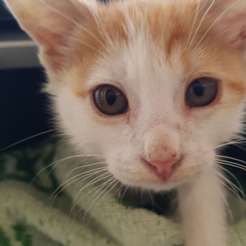 Рыжий котенок мальчик