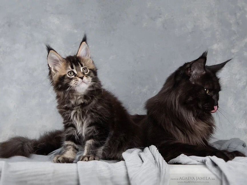 Мейн-кун котята на любой вкус и цвет