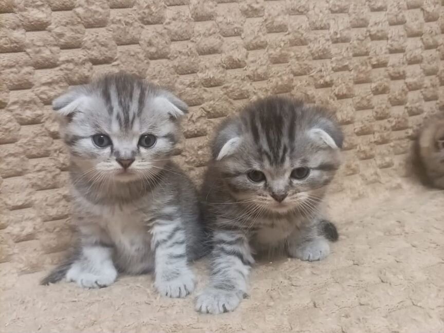 Вислоухий котёнок