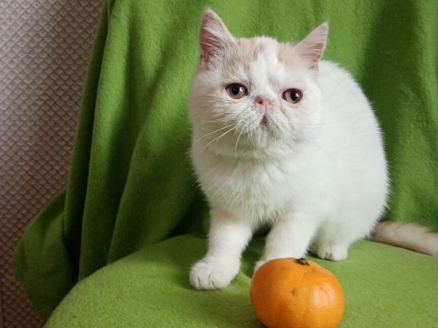 Котята экзотическая короткошерстная