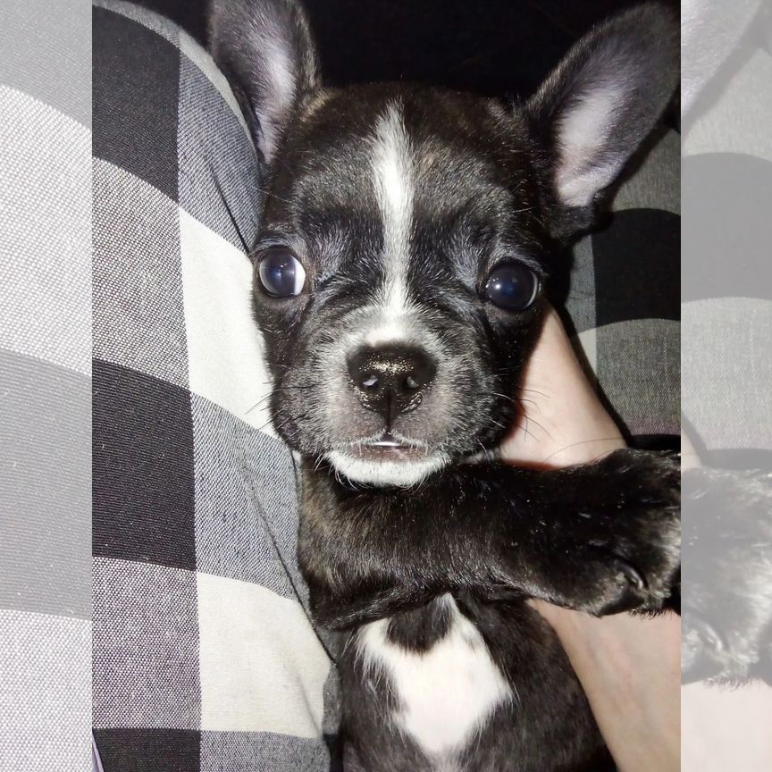 Французский бульдог, щенок