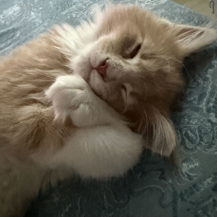 Мейн-кун котёнок