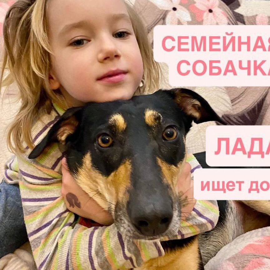 Взрослая собака в добрые руки