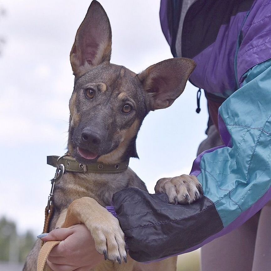 Красавица Кэнди овчарка в добрые руки