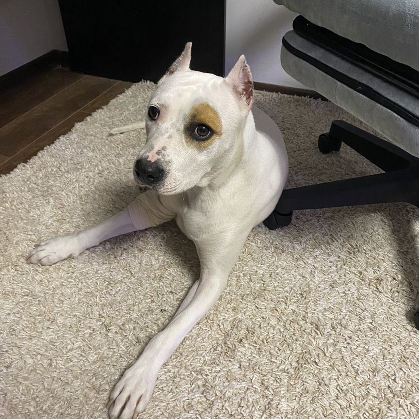 Собака в добрые руки