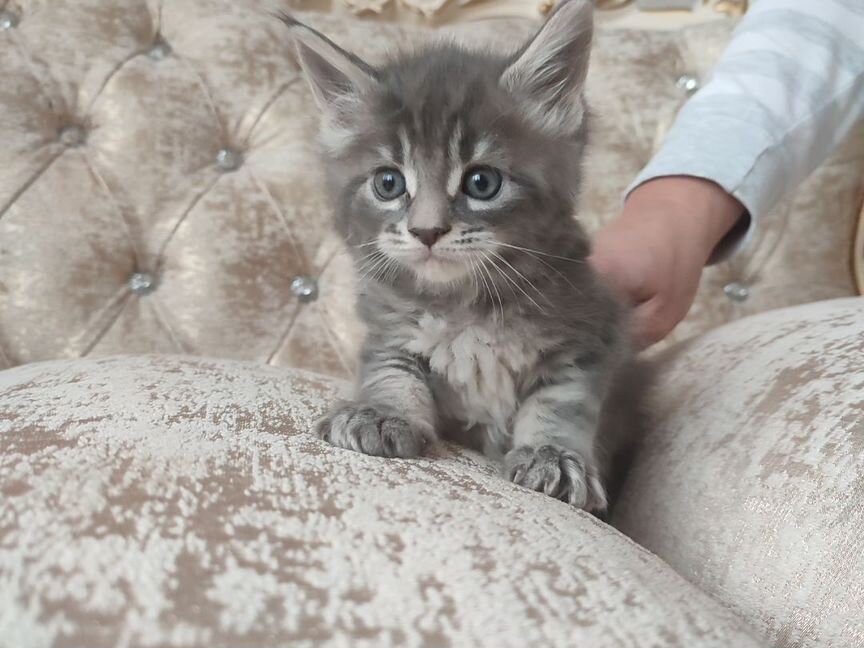 Котята мейн-кун