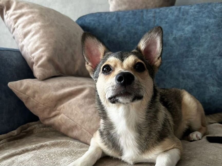 Собака в добрые руки