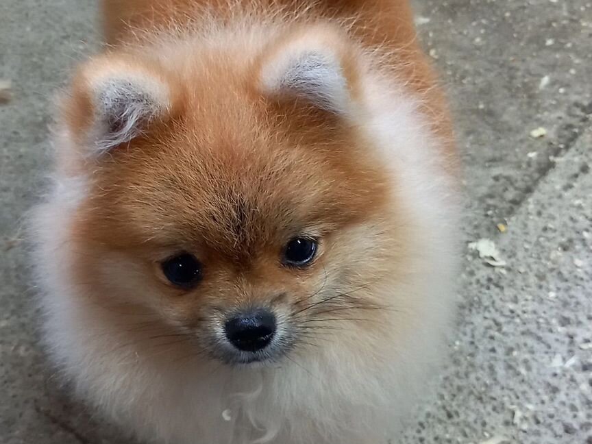 Малый немецкий шпиц