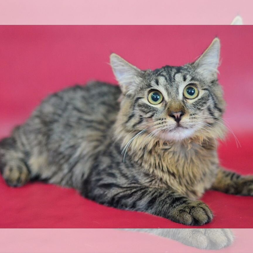 Сибирский котёнок