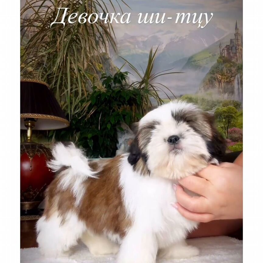 Ши-тцу девочка