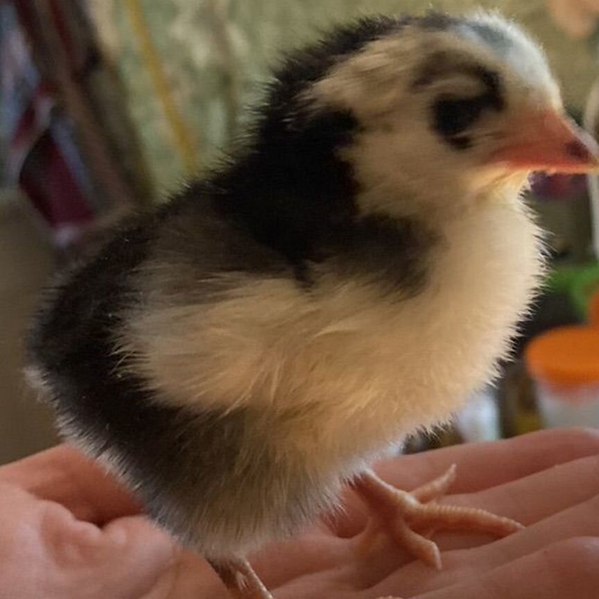 Циплята несушки