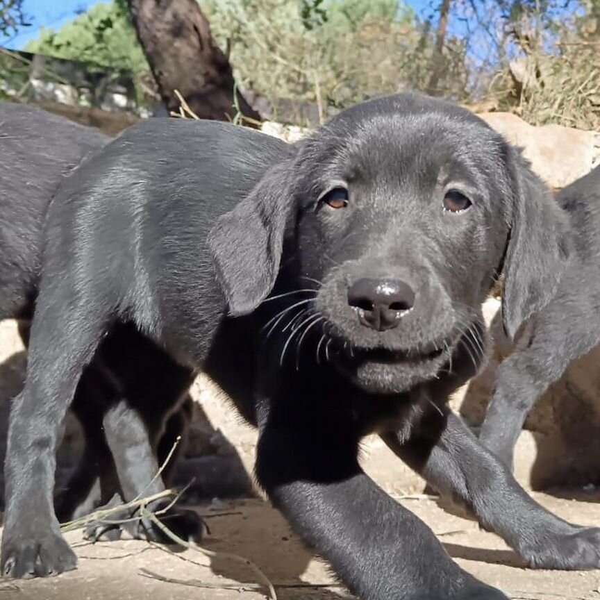 Лабрадор-ретривер, щенок