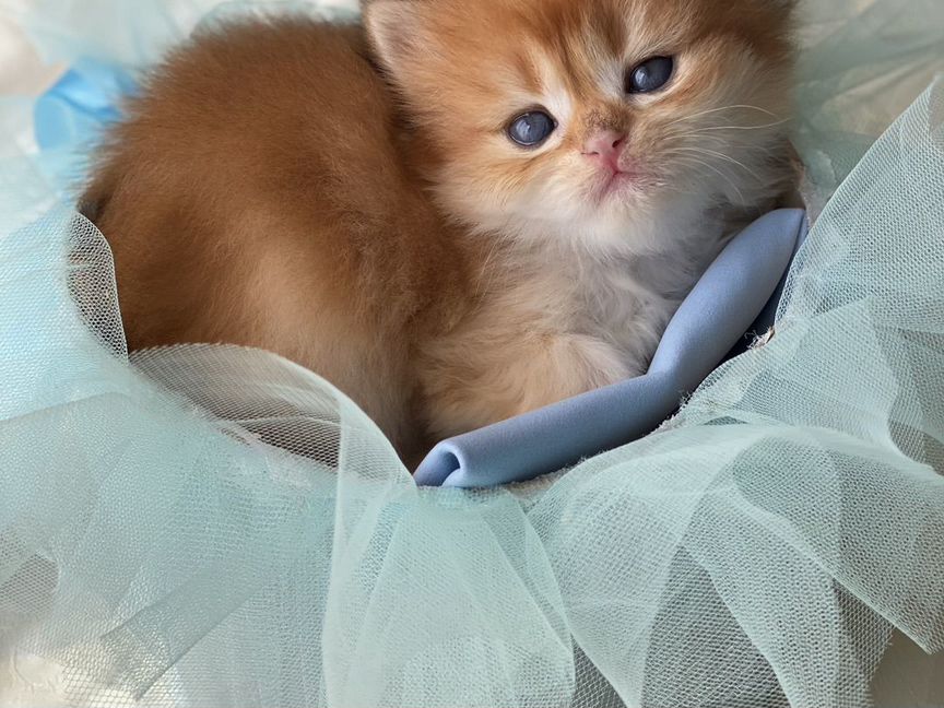 Котята золотая шиншилла