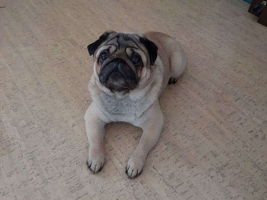 Мопсы продажа