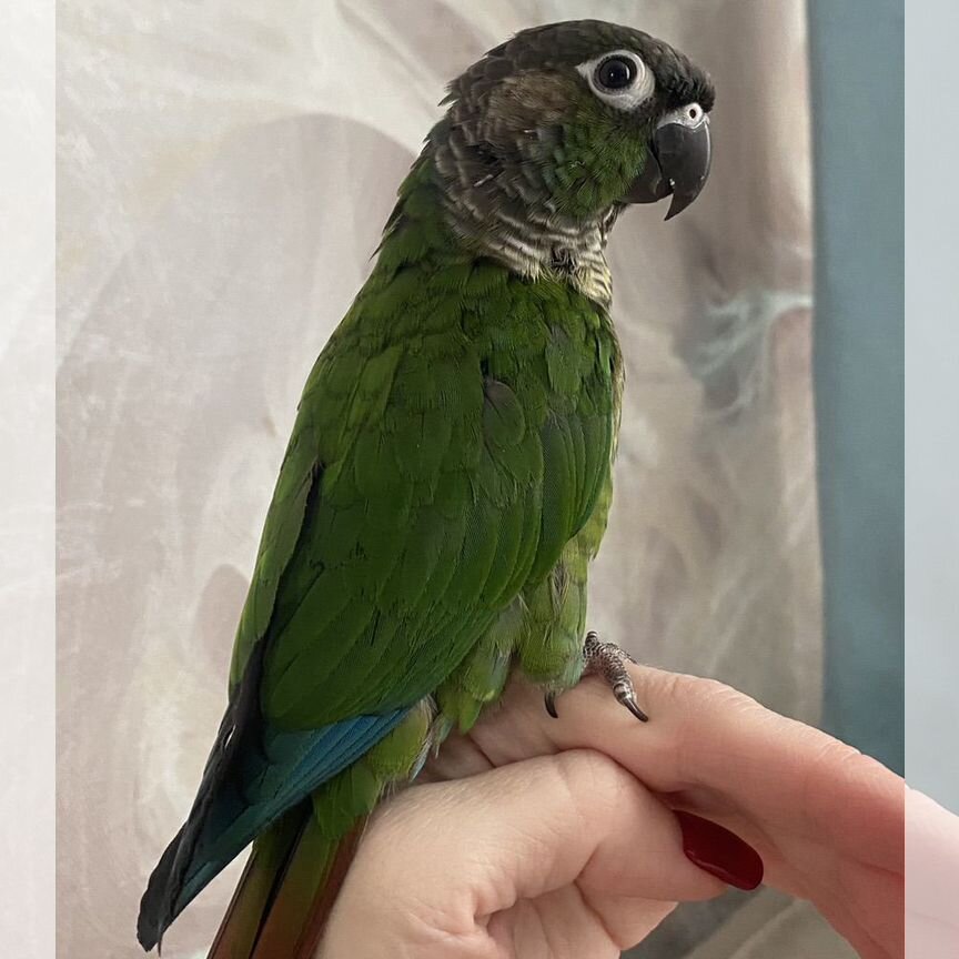 Попугай пиррура