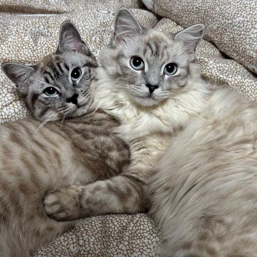 Кошки в добрые руки