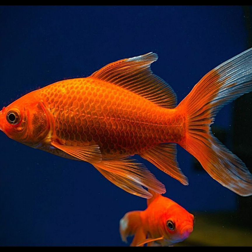 Отдам золотую рыбу комету