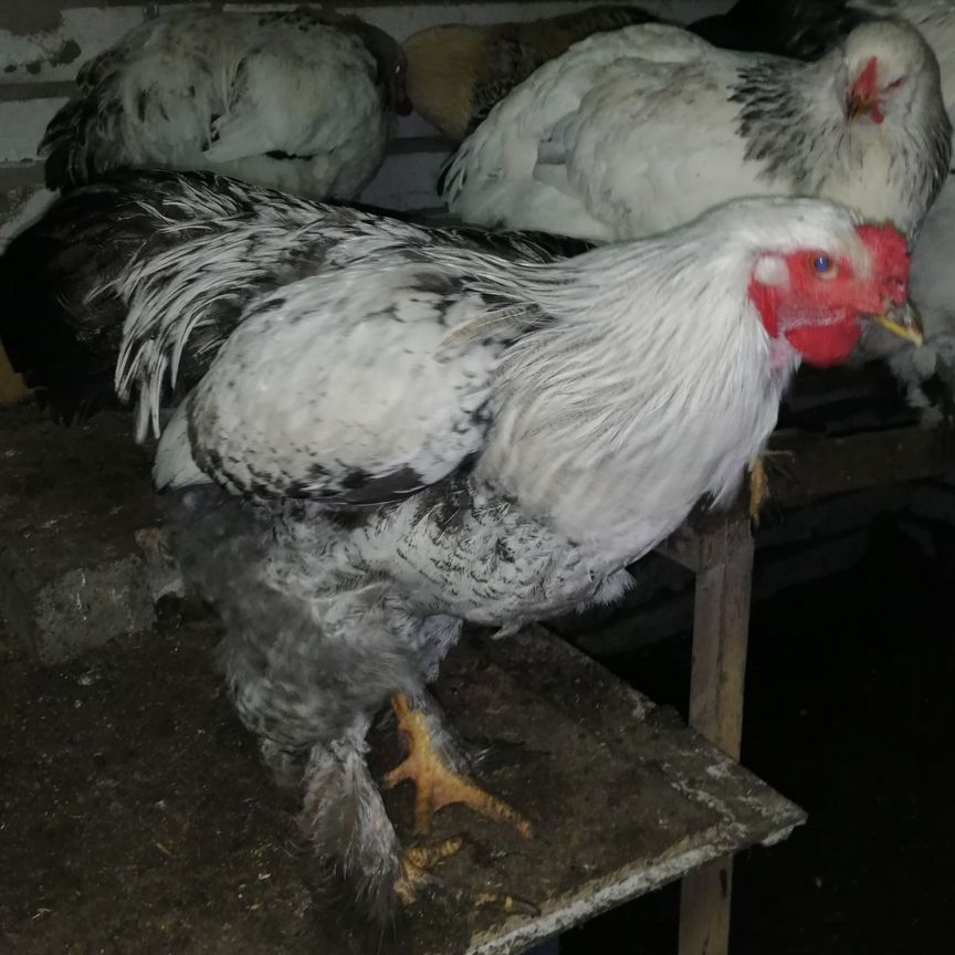 Петухи брама