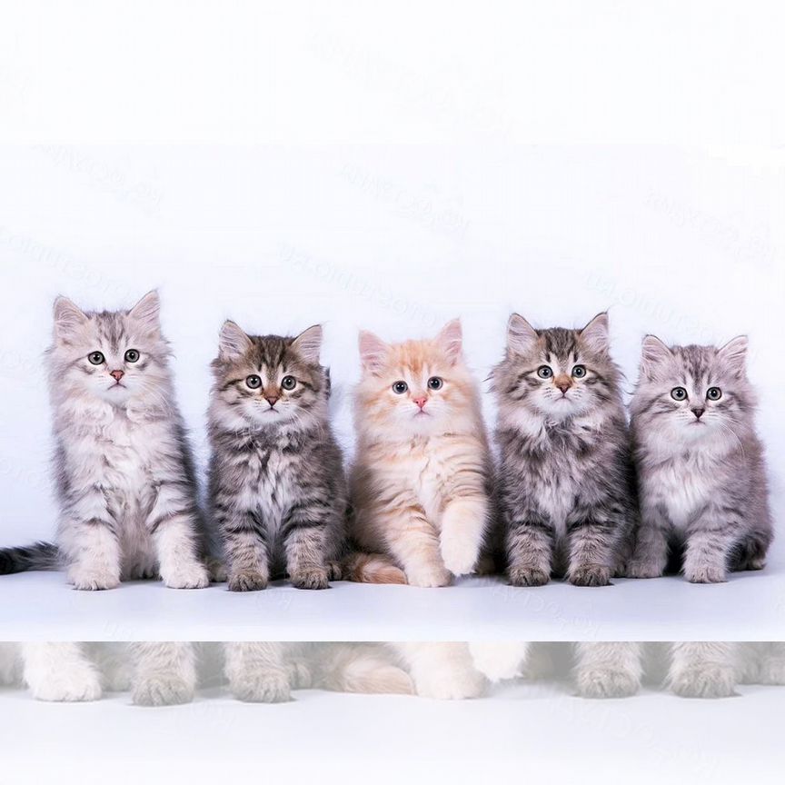 Сибирские котята с документами питомник