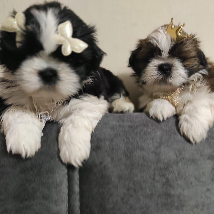 Щенки ши-тцу екатеринбург