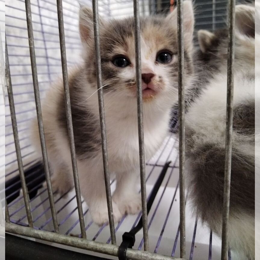 Котики бесплатно